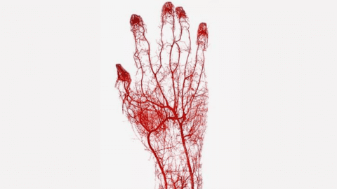 Why Hands Get Cold Faster than the Rest of Your Body - Virtual Hand Care