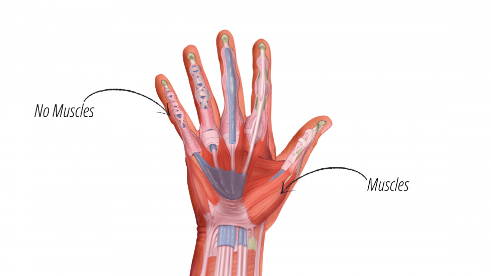 Why Hands Get Cold Faster than the Rest of Your Body - Virtual Hand Care